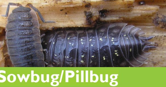 Montclair High School Bio Blog: Pillbugs vs. Sowbugs. . .Which Do You ...