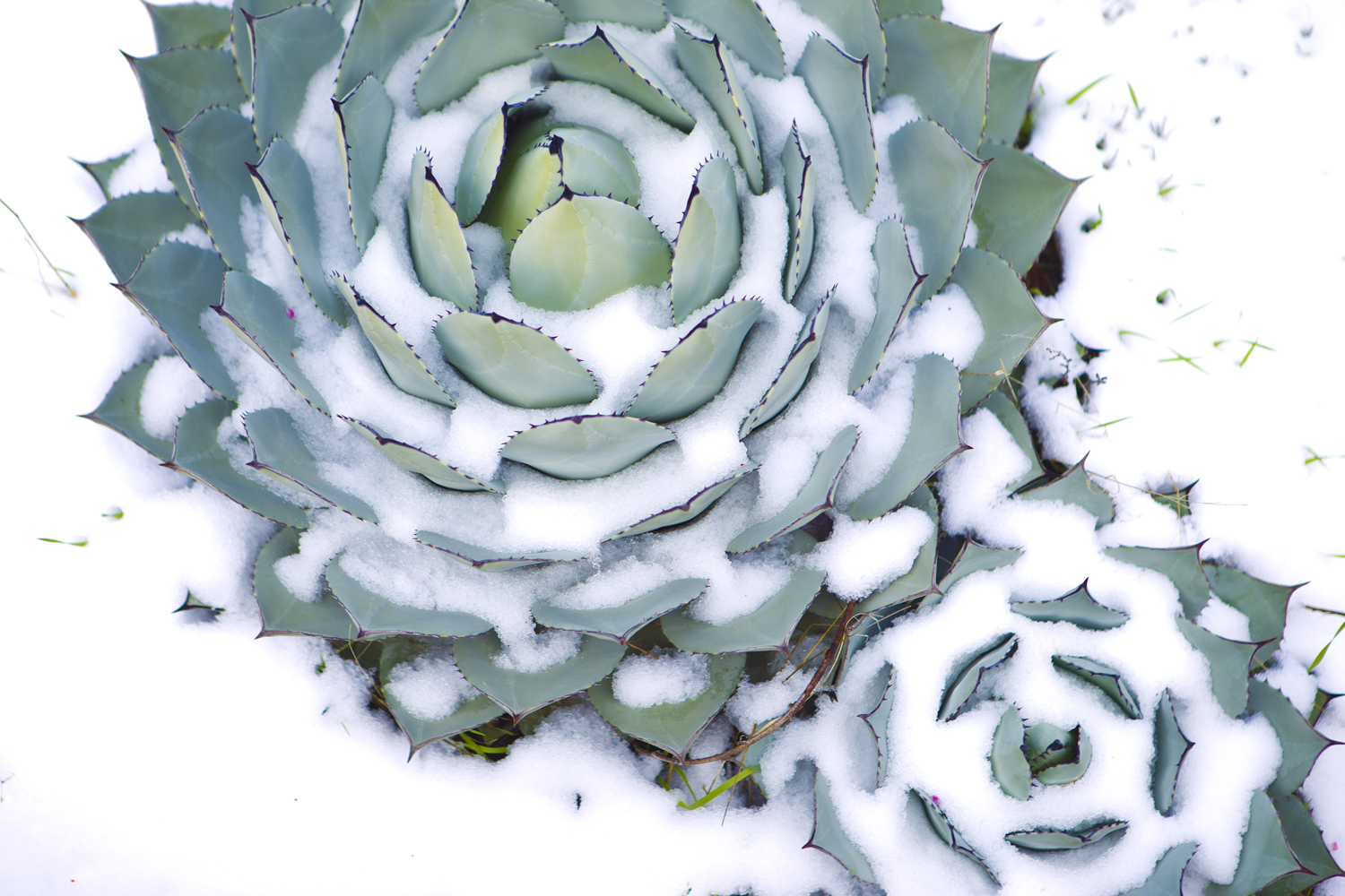 USA Diamond Zen Center