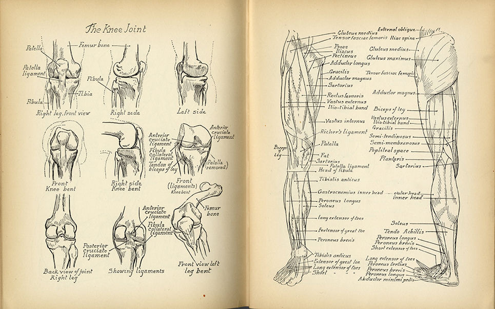 Research of Artistic Anatomy: Victor Perard “ANATOMY AND DRAWING” 1928