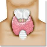4pediatriapa: TIROIDITE AUTOIMMUNE DI HASHIMOTO