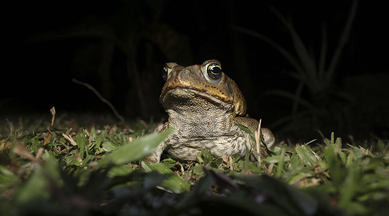 Little Australia: Cane Toad Toxin To Be Used Against Cane Toad Tadpoles