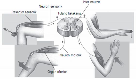Gangguan Dan Kelainan Pada Sistem Saraf Manusia | Pustaka Pandani