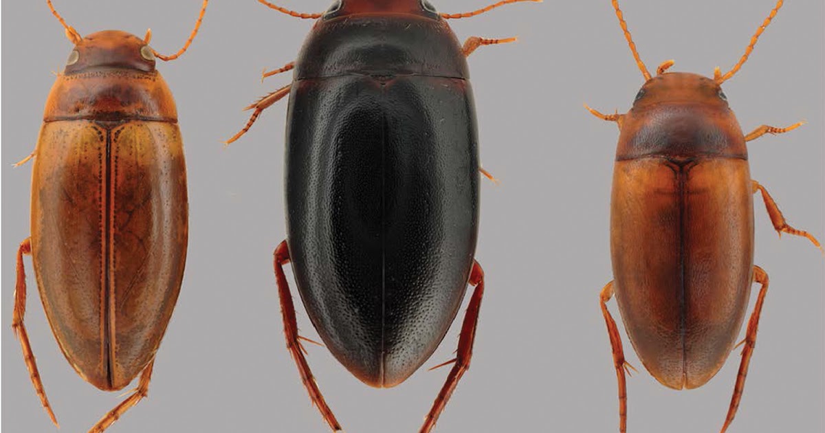 La Biología Subterránea: un mundo por descubrir: Nueva especie de ...