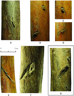 Rosa Rubicondior: Early Hunting Lesson for Creationists.