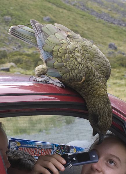 Parrot talk: The Kea