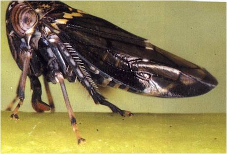 KAWALAN PEROSAK & PENYAKIT