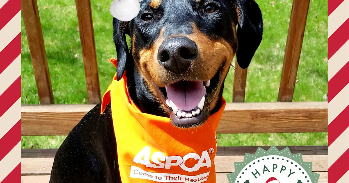 Lapdog Creations: ASPCA Holiday Gift Pack GIVEAWAY