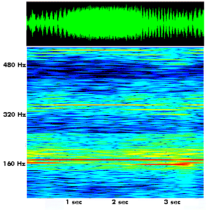 what next: whales - PBS | US Navy | whale story