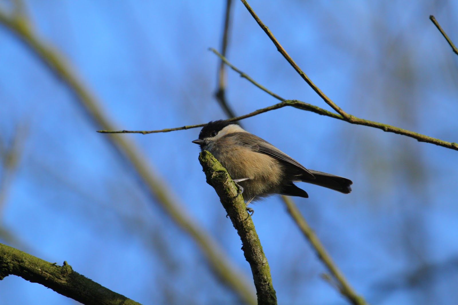 Tophill Low Nature Reserve: Weaseling out winter