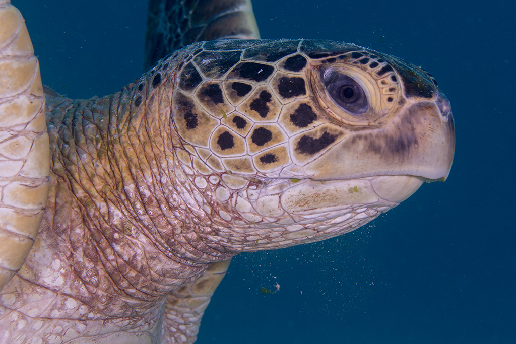 Species of Sea Turtles!