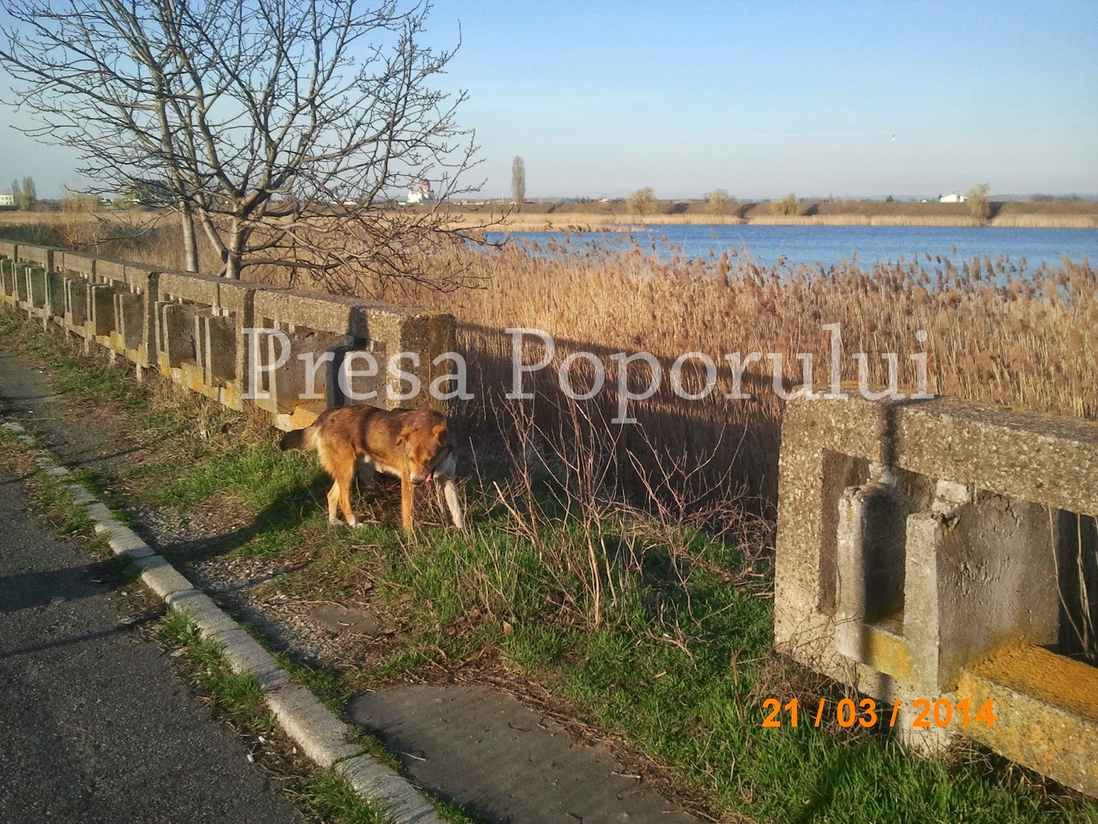 Insula de Agrement - Bacău