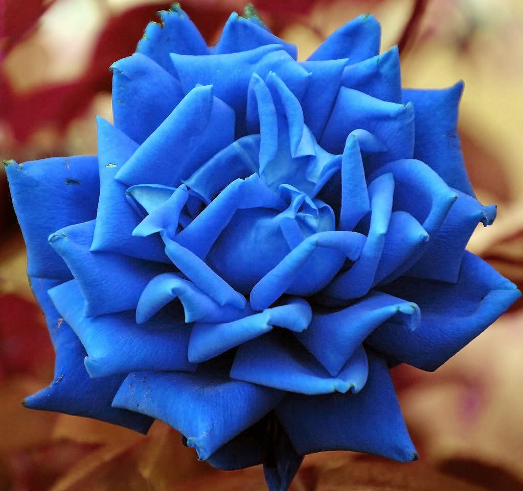 Wallpapers the most beautiful blue roses | Gallery Wallpaper HD