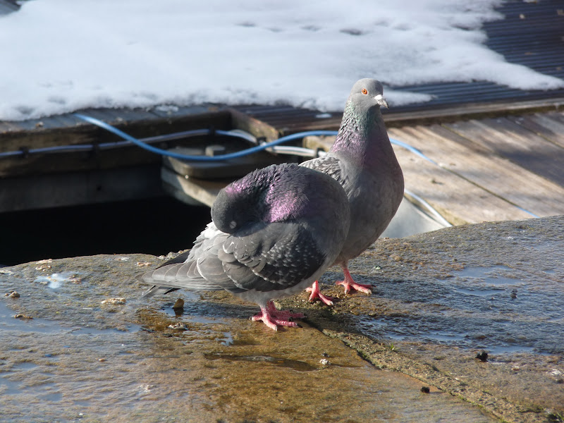 Wild and Wonderful: Beautiful Birds (36): Pigeon Dance