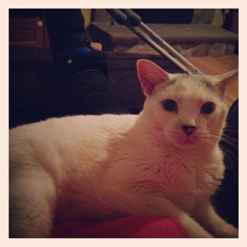 The Cupcake Triathete: Tripping Over the Cat