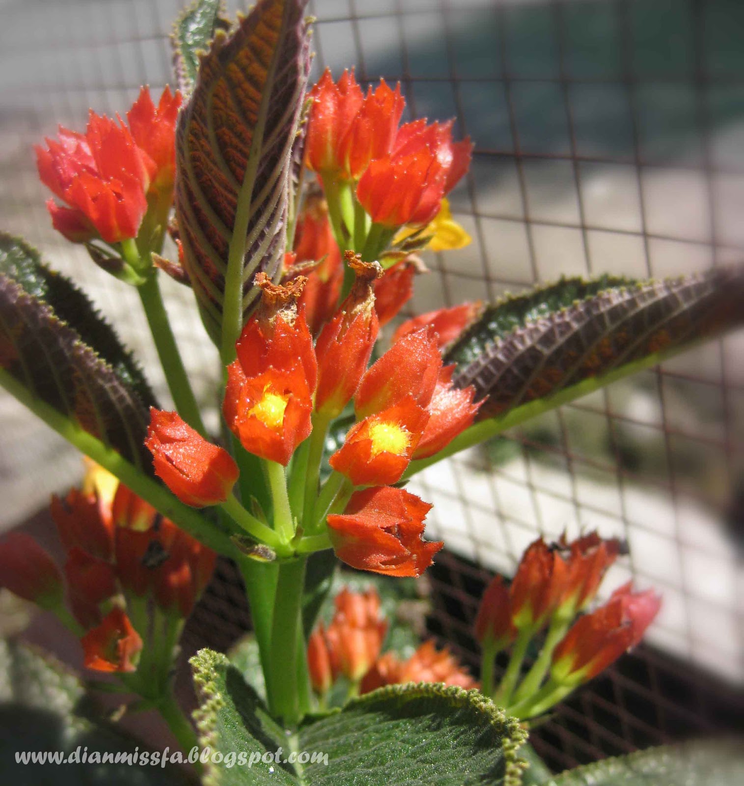 KEBUN BUNGA: SUNSET BELLS (Crysothermis pulchella)
