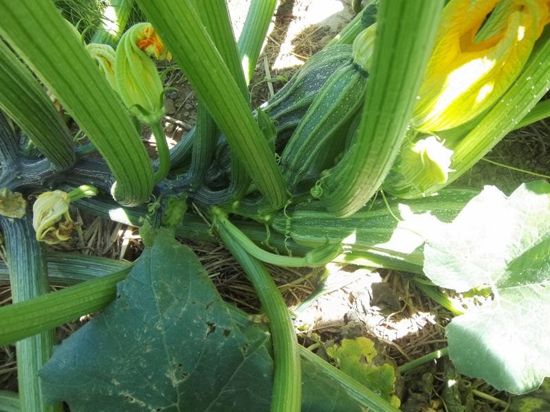 Eco Footprint ~ South Africa: Baby marrows