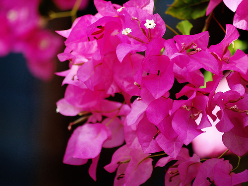 projek melaka maju .....: Alor Gajah...