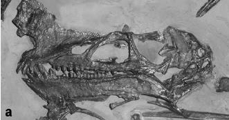 Species New to Science: [Paleontology • 2008 / Invalid] Raeticodactylus ...
