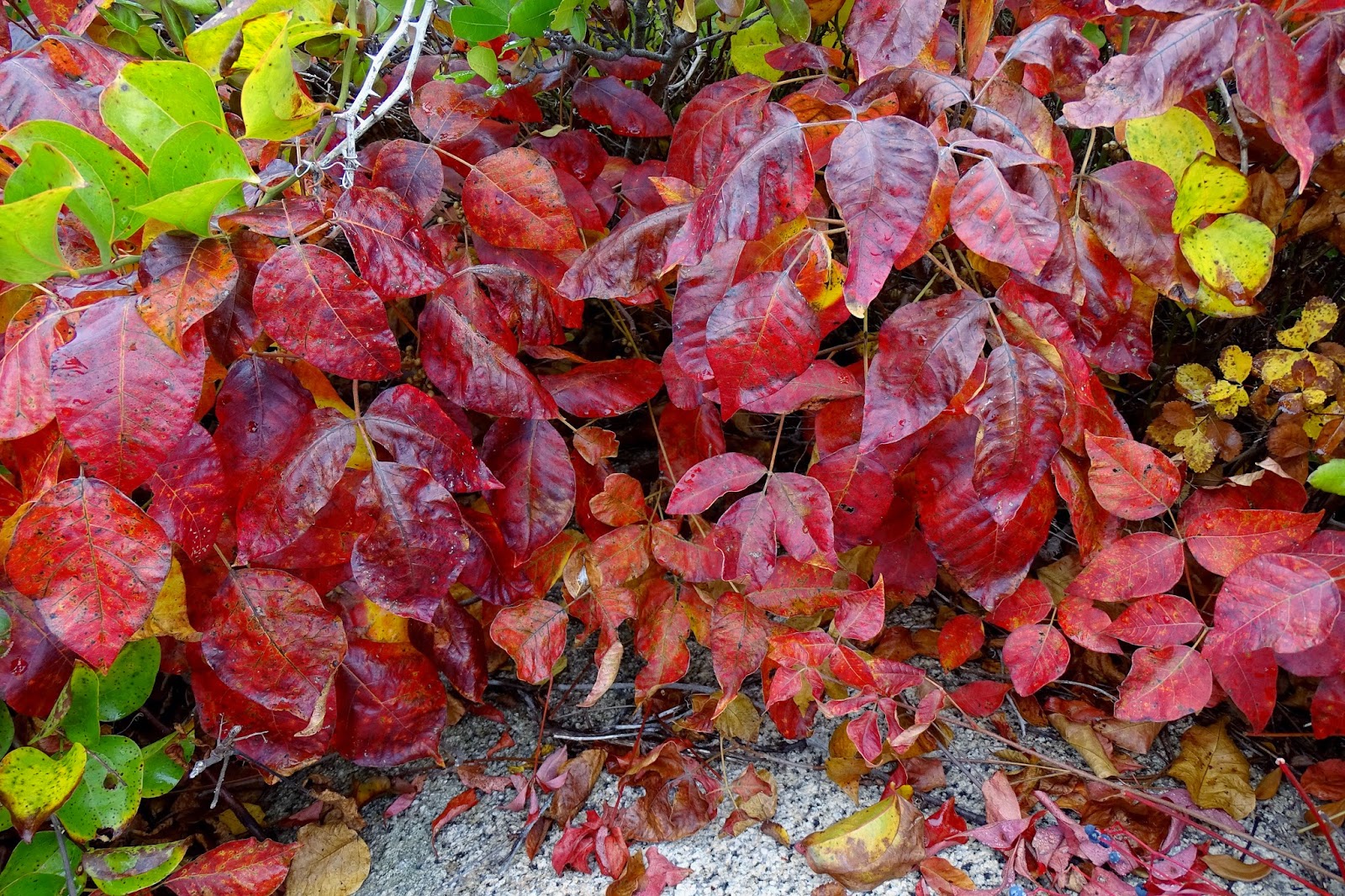 Notes from Halibut Point: Red October