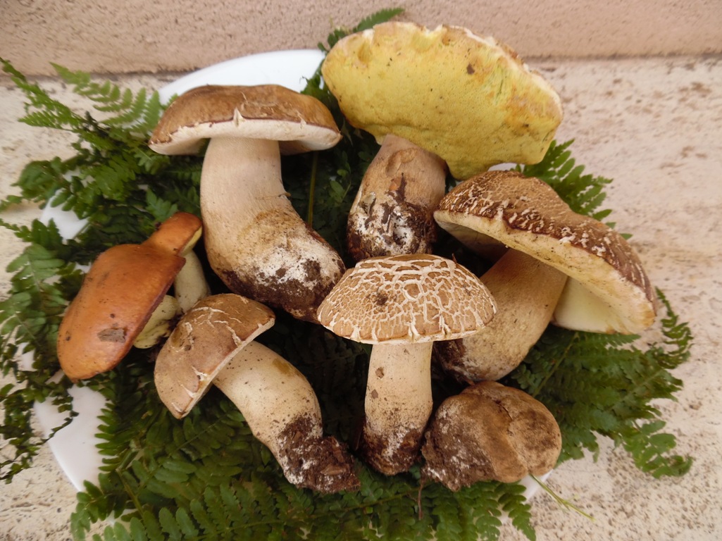 Funghi in Toscana: Alla prossima pioggia!
