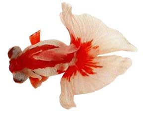 Acuarius: Goldfish Demekin