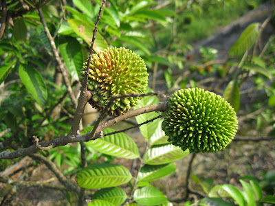 GO RIGHT IN....MY GARDEN: Sweet, Sweet Pulasan