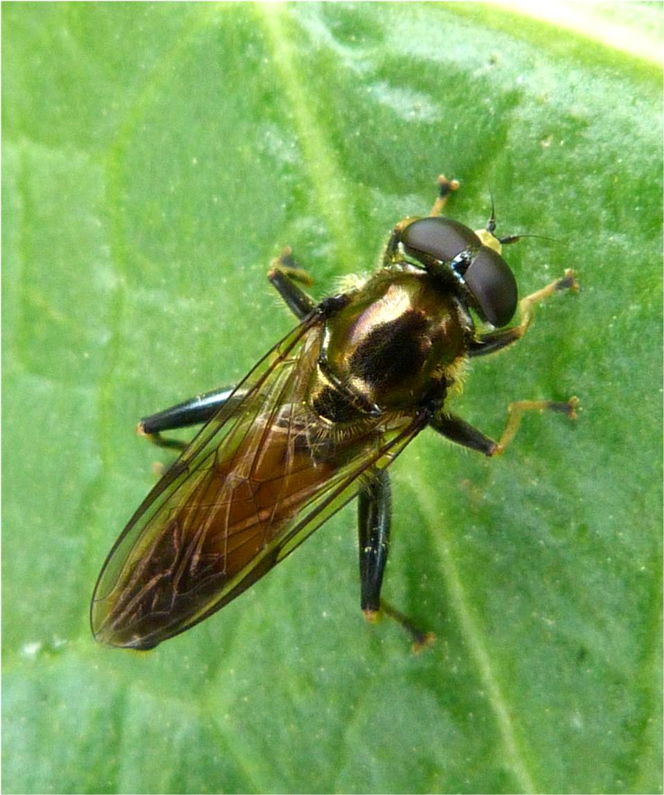 Insects of Scotland: Hoverflies