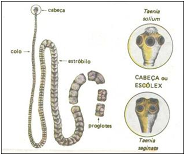 Nasil Biologia: Maio 2016
