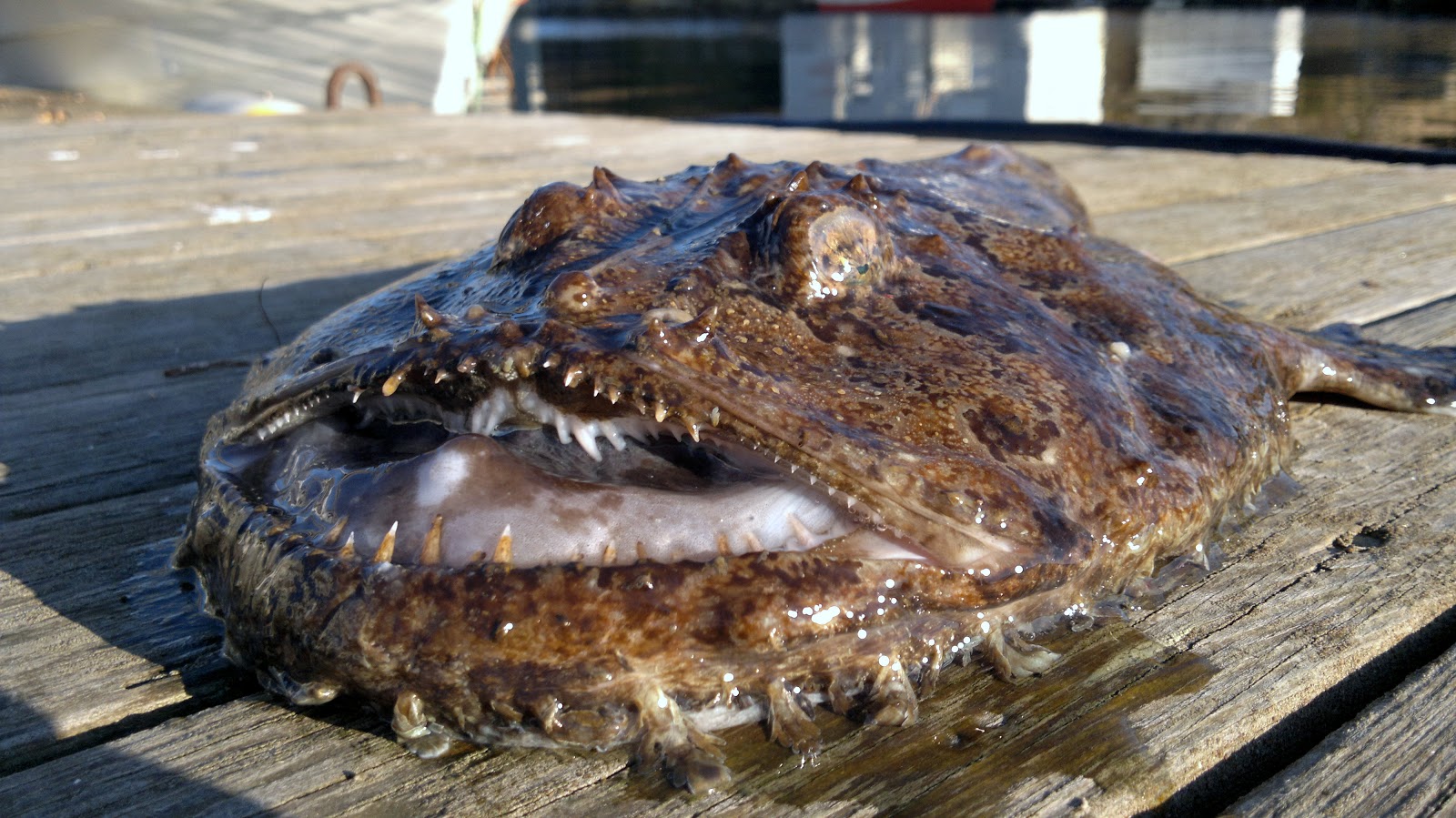 Velkommen til havfisken.: Breiflabb.