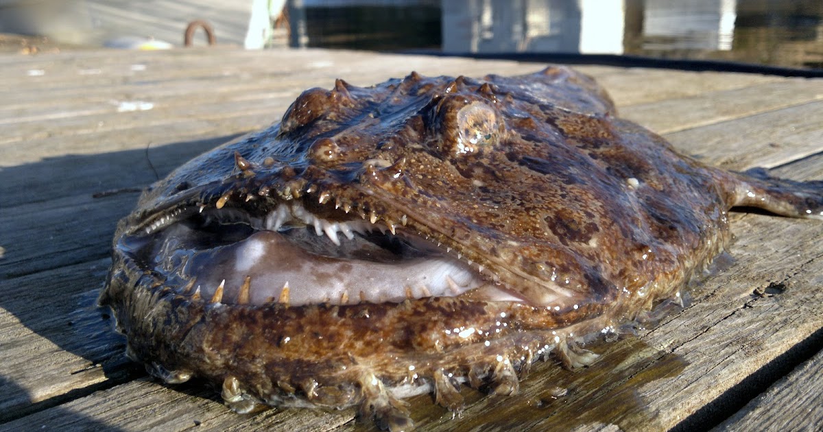 Velkommen til havfisken.: Breiflabb.