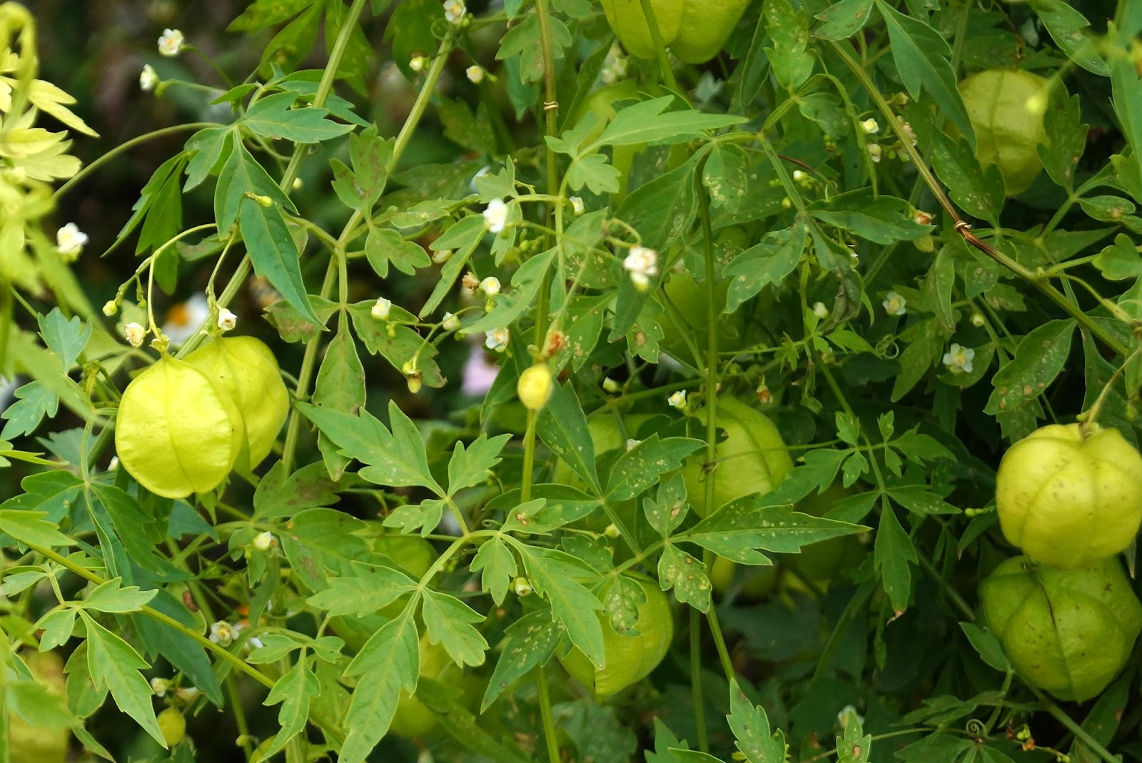Rośliny ozdobne: Cardiospermum halicacabum - kardiospermum zielone