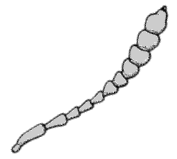 InSeCtOs: TIPOS DE ANTENAS