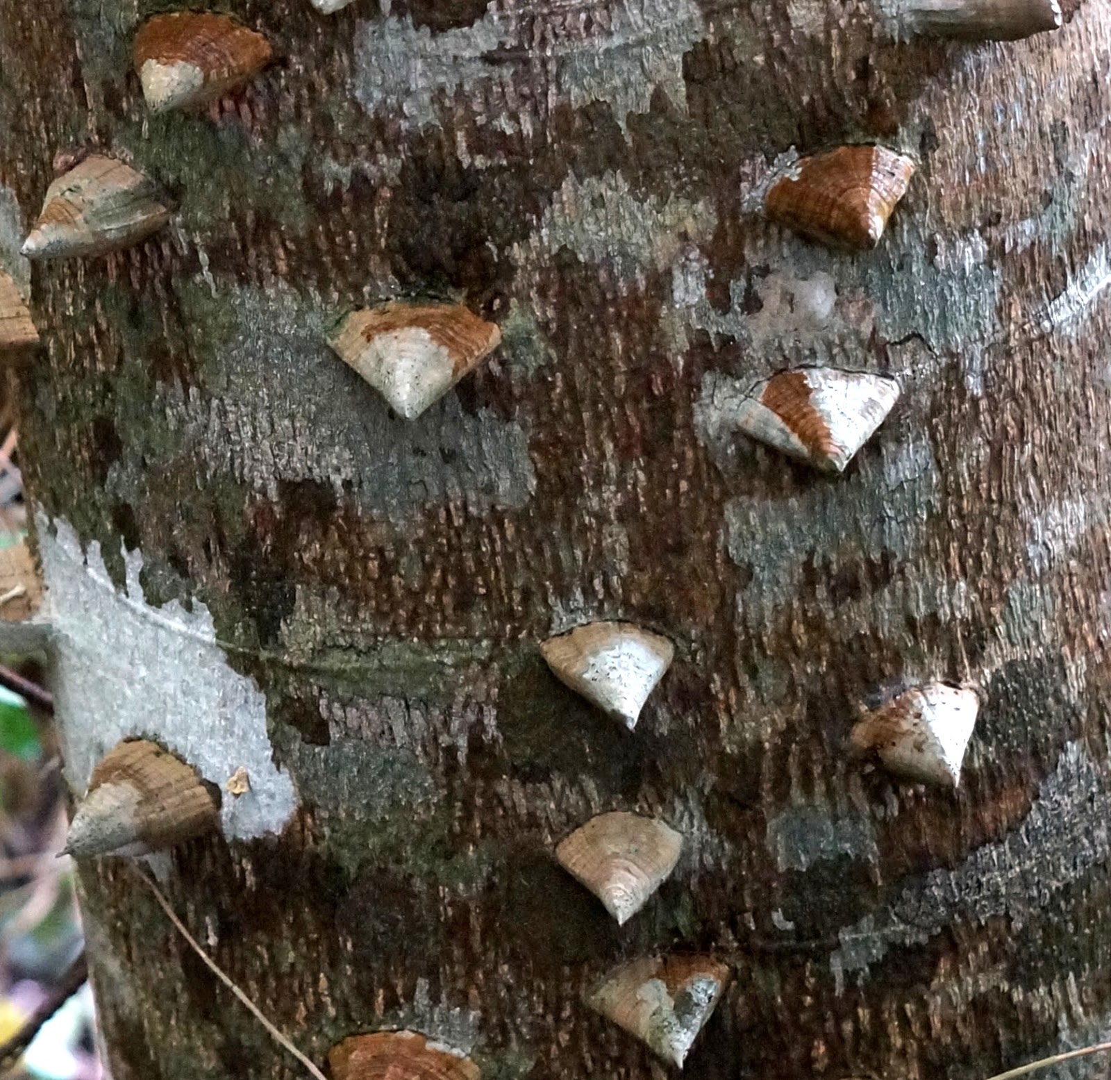 Connecting with Nature: Monkey No Climb