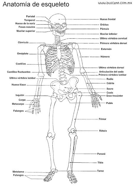 24 TES: Anatomía básica