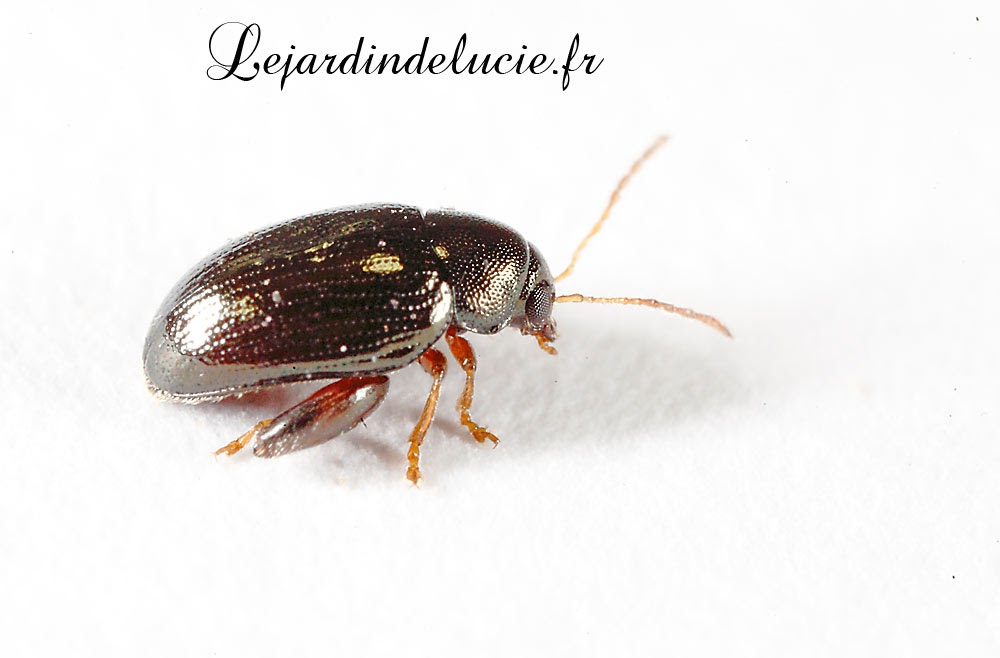 Psylliodes chrysocephala, grosse altise d'hiver, altise du colza.