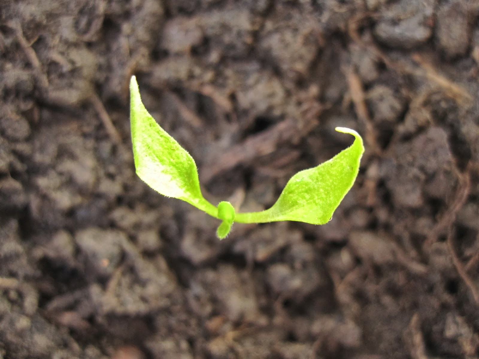 Oele Garten: Chili "Cheyenne"