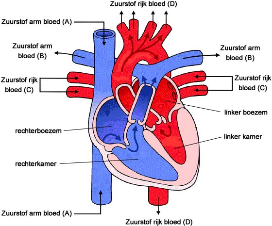 Barends Blik: Het hart van de Hartstichting