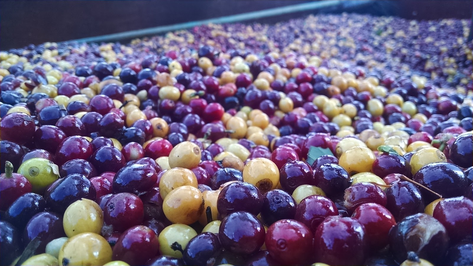 Perbedaan Antara Proses Kopi Washed, Semi-Washed dan Unwashed ...