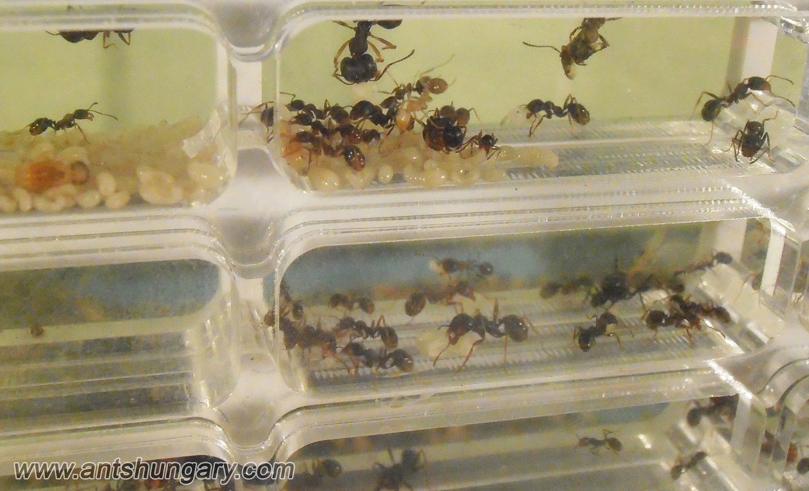 Hangyafarm: Kolóniatörténet - A maggyűjtők királysága (Messor structor)