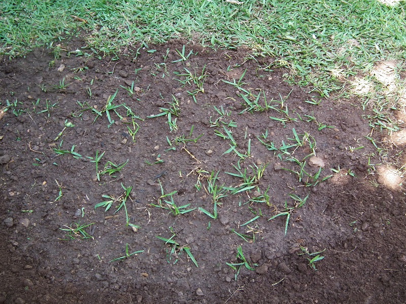 Bucólico Anónimo : Como plantar graminha