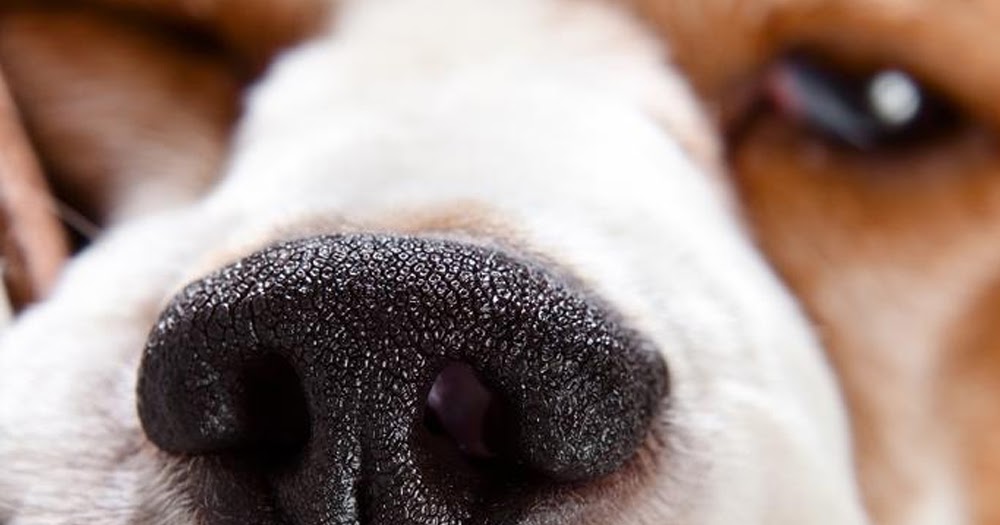 Es Asombroso: Los hocicos de los perros son únicos