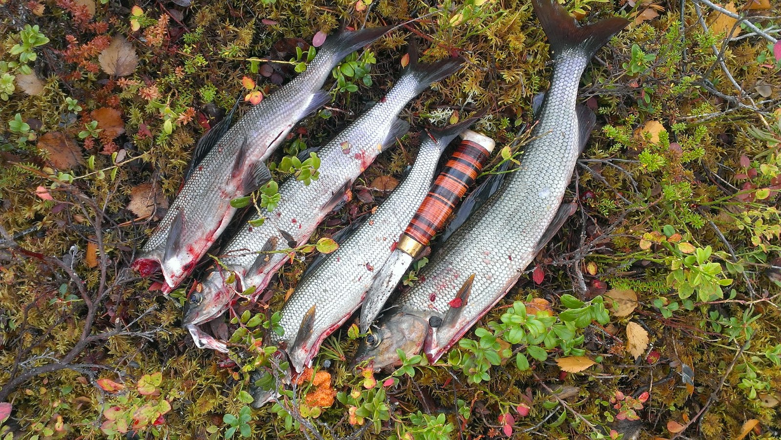 Finland - Lapland; Discovering Finnish Nature and Way of Life