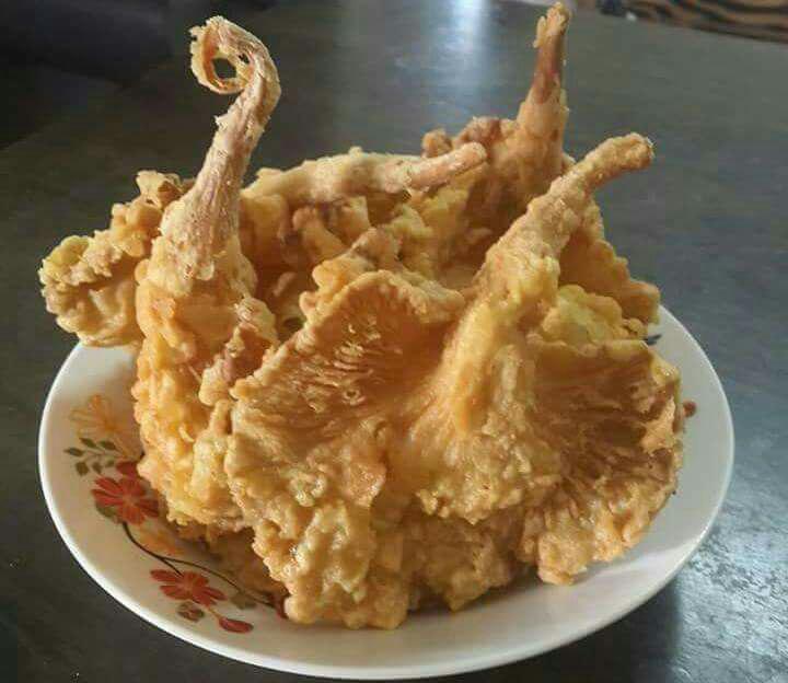 CENDAWAN GORENG BEREMPAH | wansite