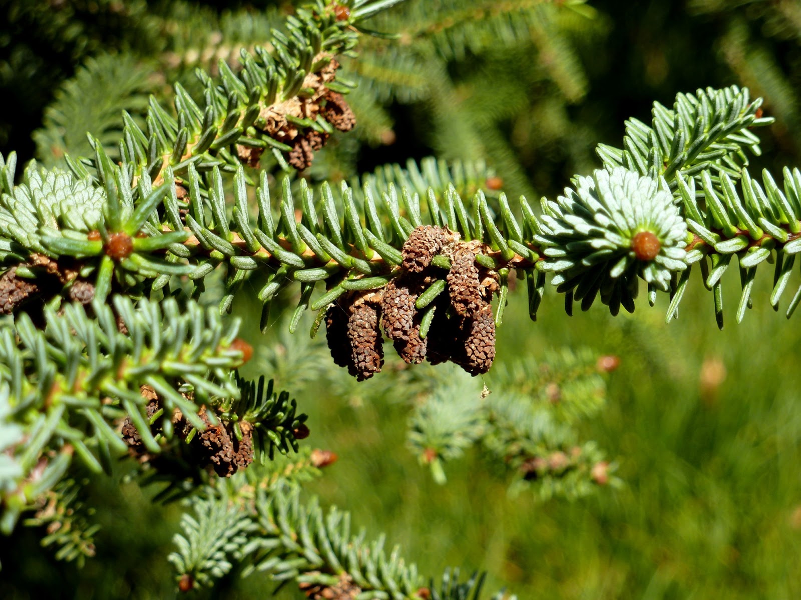 Árboles con alma: Pinsapo. Pinsap. (Abies pinsapo)