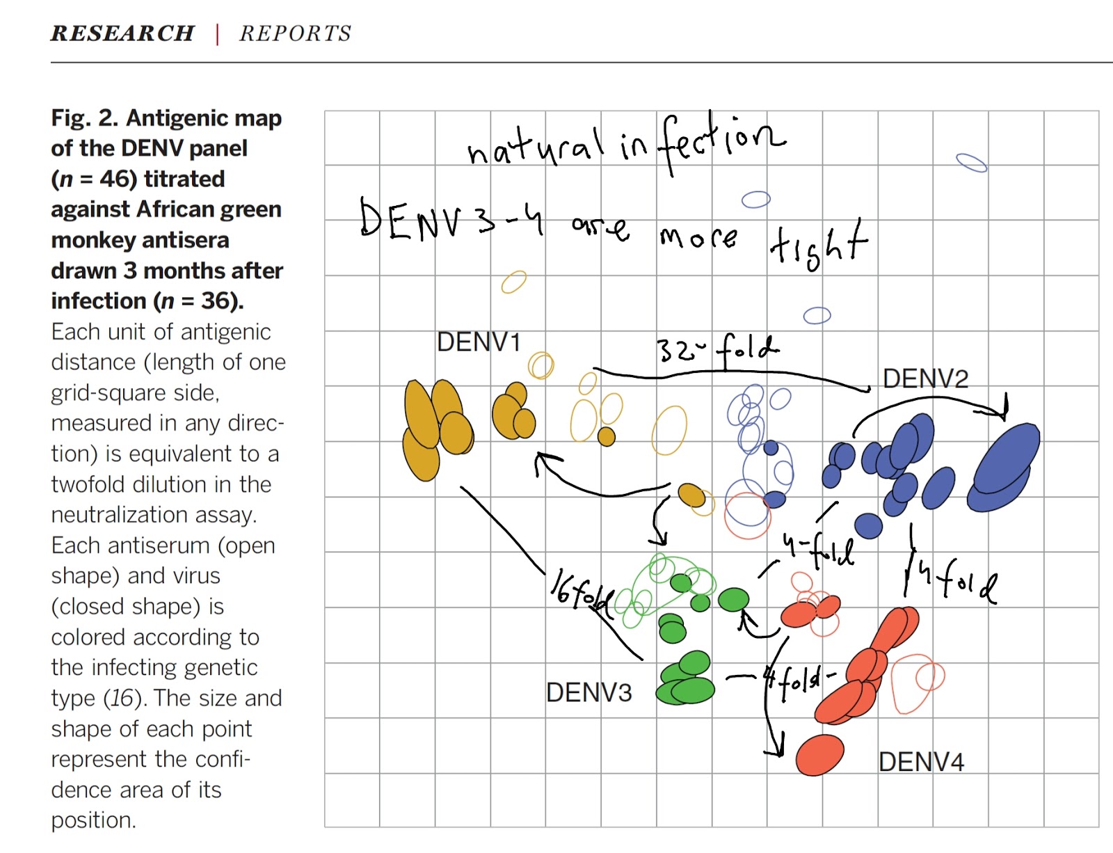 Antigenic cartography of dengue virus types reveal extensive ...