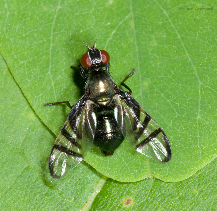 Variety of Life: Tephritoidea