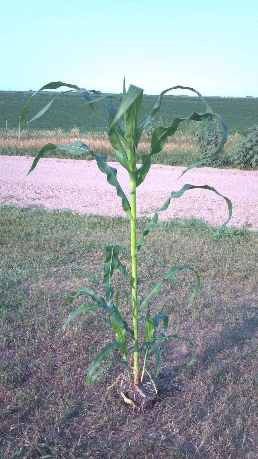 A Growing Passion: From the Field to the Movie Theater- July Popcorn Update