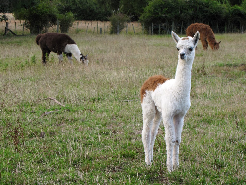 Baby Lama Stand - HD wallpaper