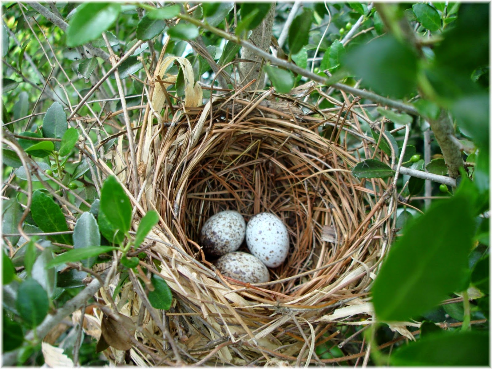 The Feathered Nest ~: Simple joys