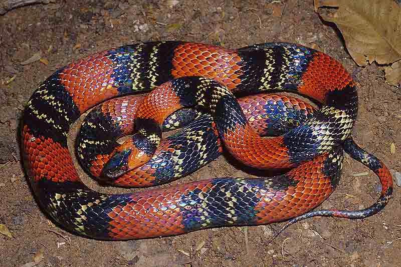Biologia ao Extremo: DIFERENCIANDO A CORAL VERDADEIRA DA FALSA CORAL